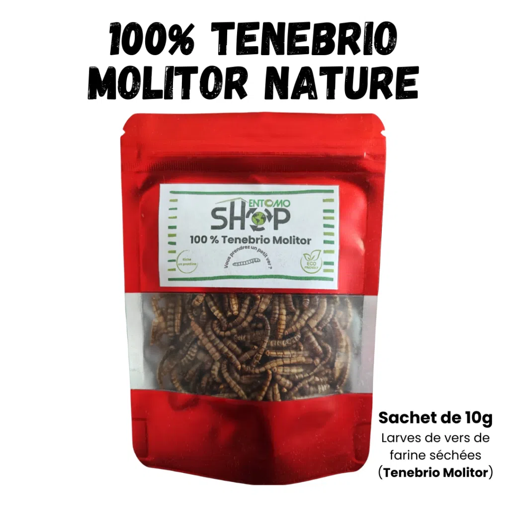 Tenebrio Molitor nature - Entomoshop