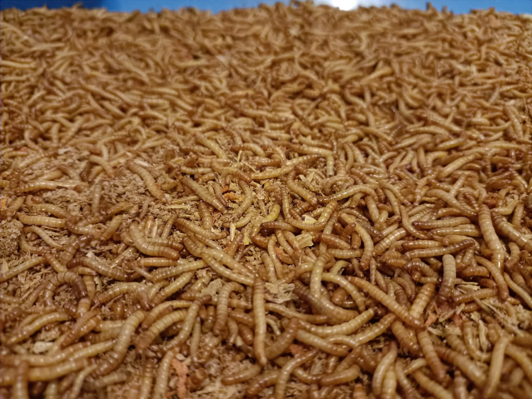 Vers de farine vivants - Entomoshop