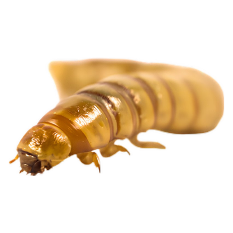 Vers de farine vivants au kilo - Entomoshop