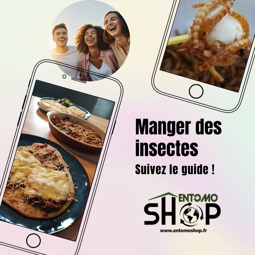 Manger des insectes : Le guide complet pour débutants (2026) - Entomoshop