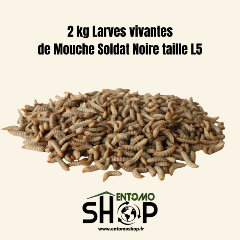 2 kg Larves de Mouche Soldat Noire vivantes - Entomoshop